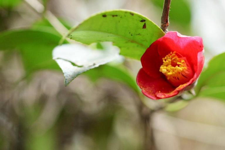 Yun Dong-ju | Korean Poetry in Translation